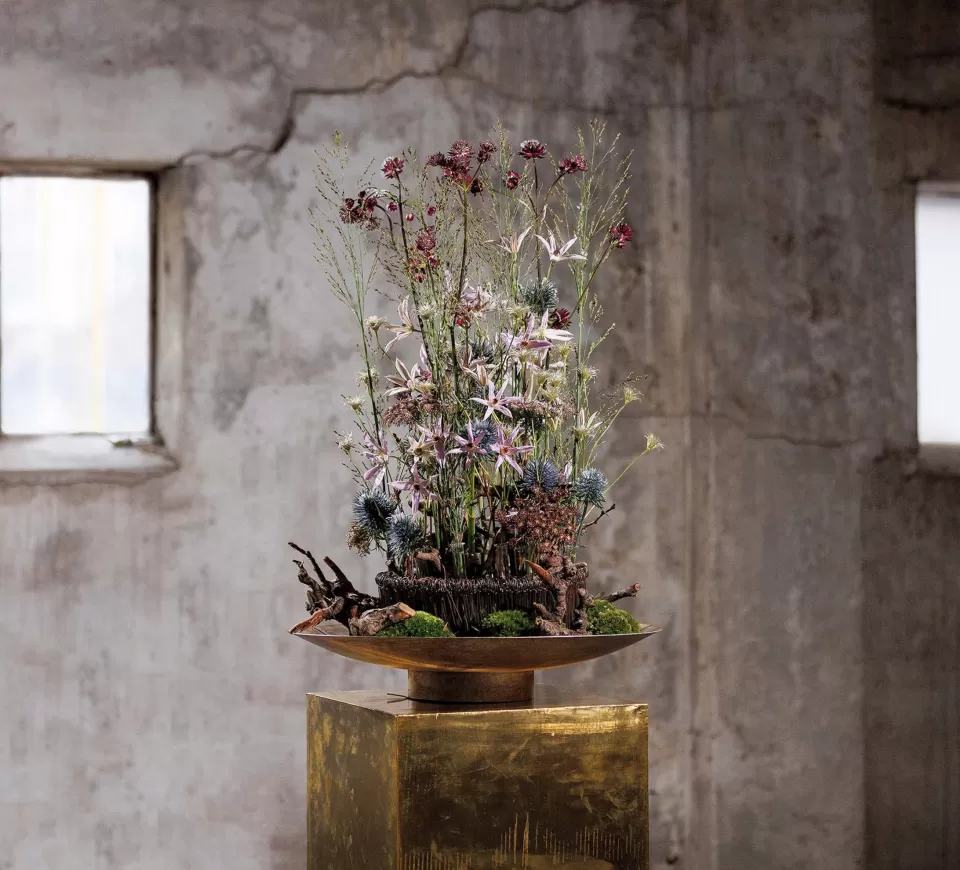 Astrantia collection | Marginpar